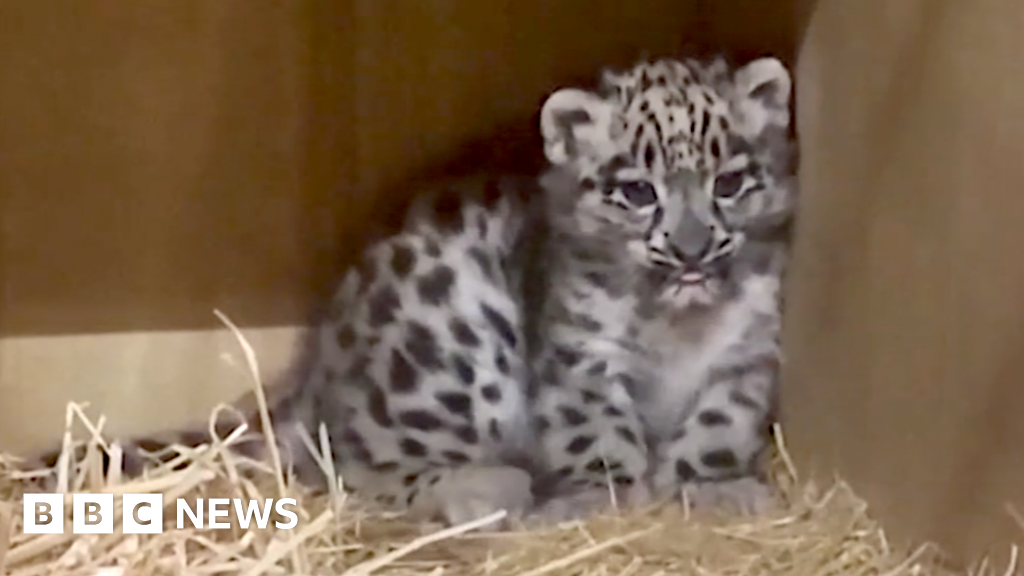 First snow leopard to be born at Chester Zoo