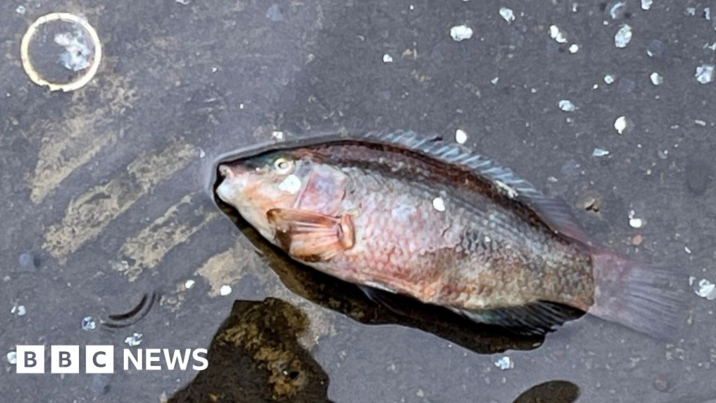 Probe into Fort William 'dead fish and blood' pollution ongoing