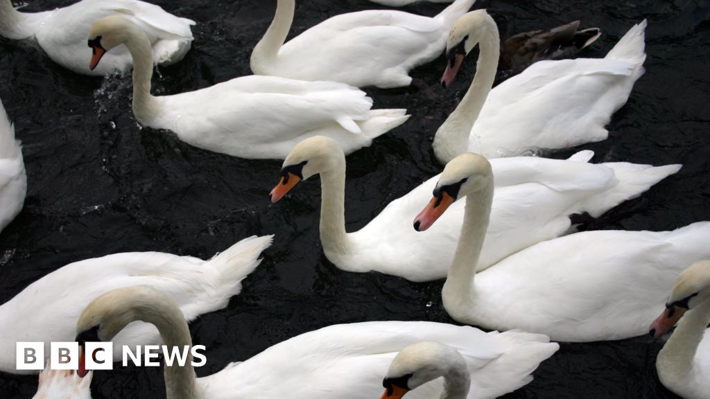 Swans are entering canal cafés in Newbury looking for food - BBC News