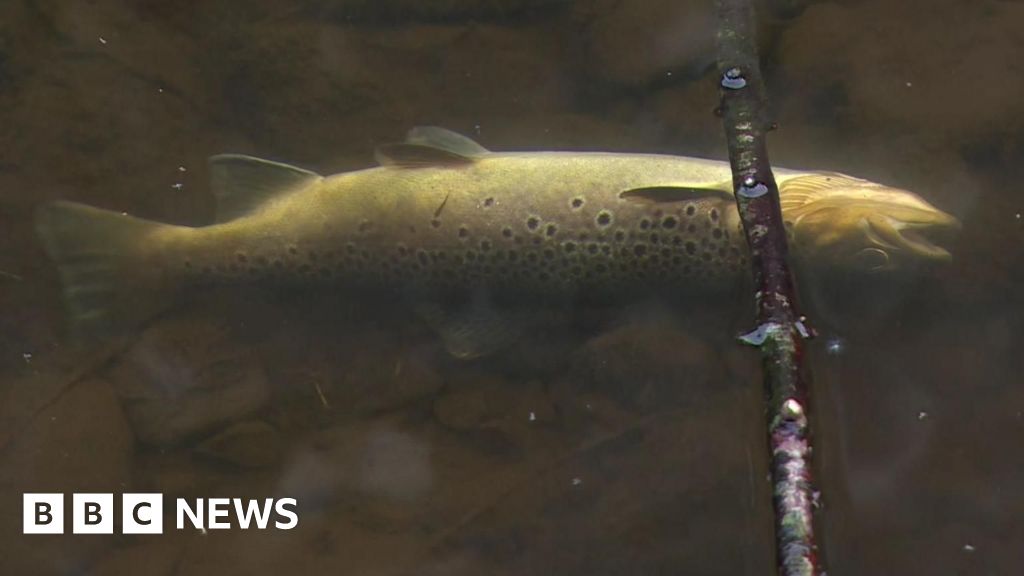 Glenavy: Fish die after river fills with 'brown effluent' - BBC News