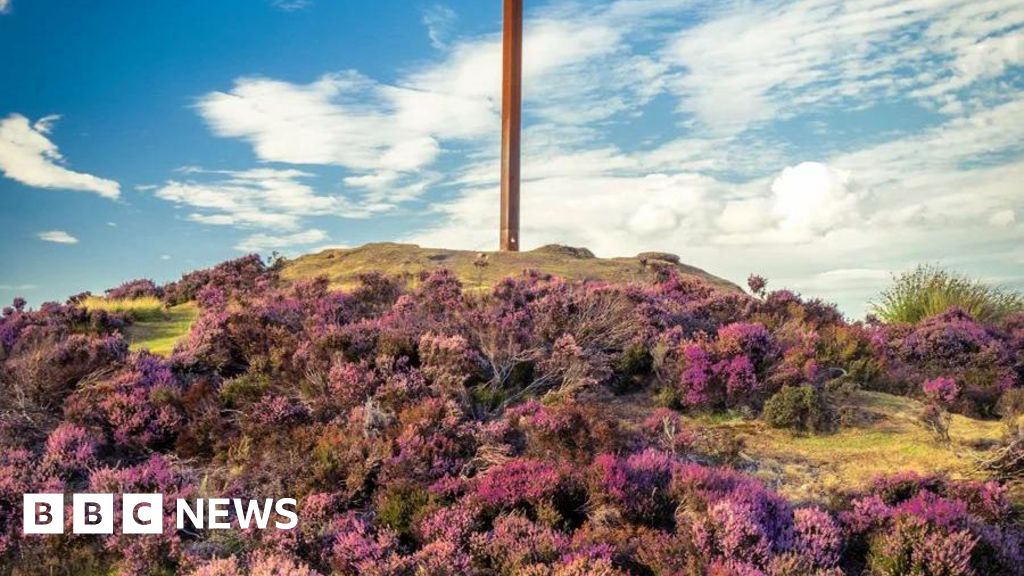 Heather blooms across Yorkshire moorland - BBC News