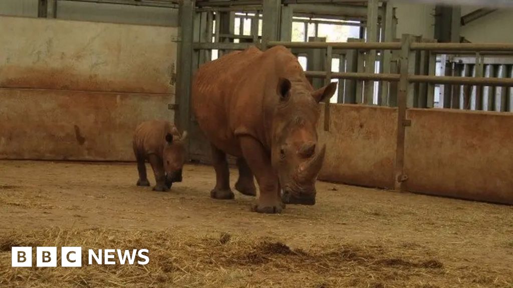 South Lakes Zoo faces animal welfare and bullying allegations - BBC News
