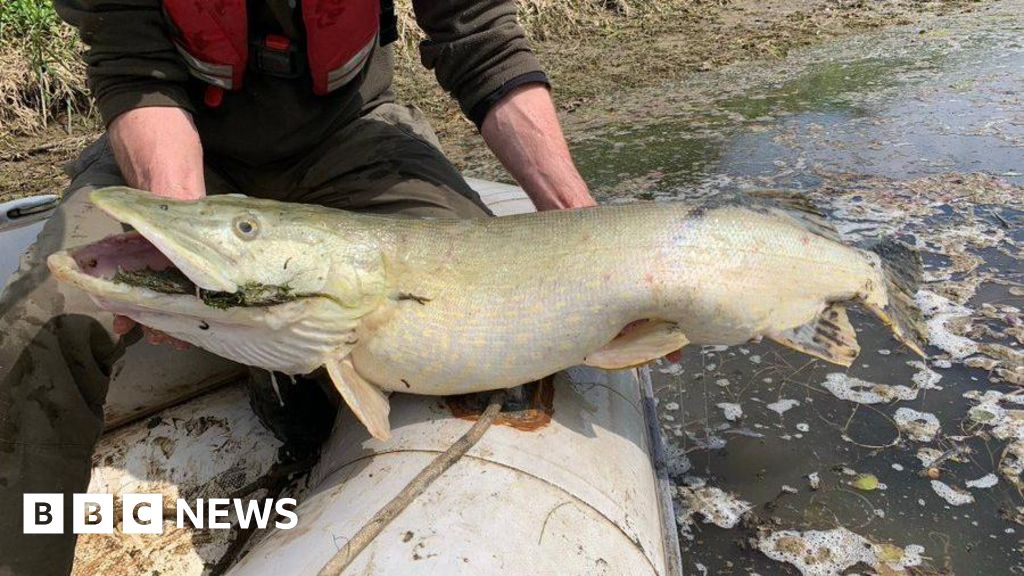 Boston: 'Significant' number of dead fish in waterway