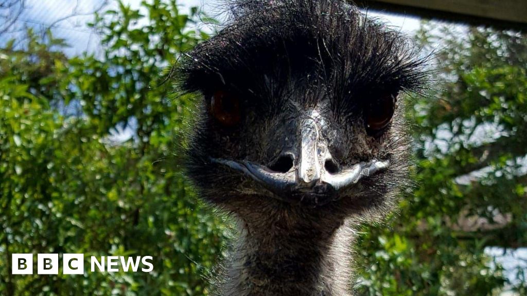 Emma the emu dies in Mablethorpe just before turning 45