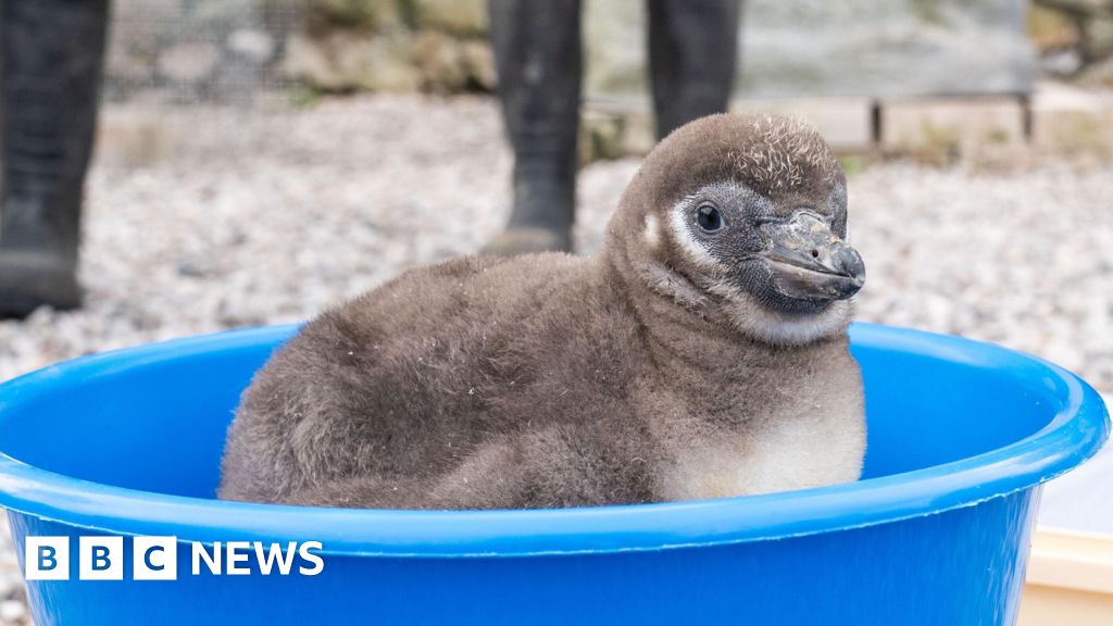 Chester Zoo celebrates birth of endangered penguin chicks - BBC News
