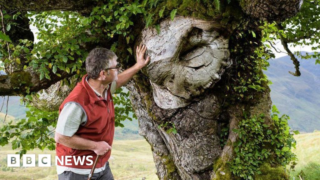 'Lord of the Rings' tree joined by wych elm seedlings