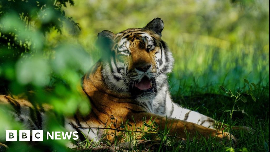Yorkshire Wildlife Park pays tribute after death of Amur tiger Sayan