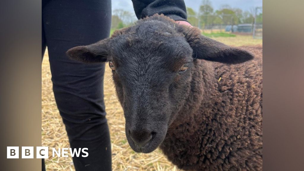 Thurston farm staff 'heartbroken' over missing therapy sheep