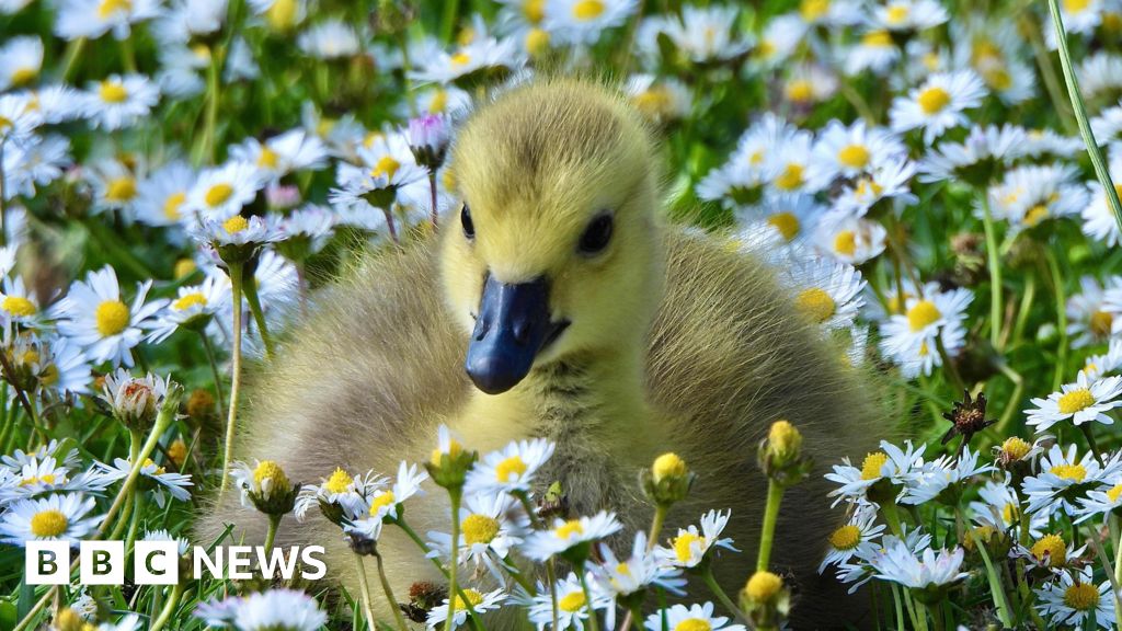 Your pictures across the West Midlands - BBC News