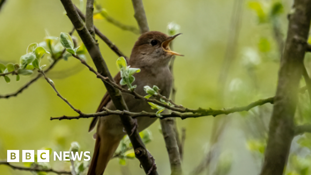 Nightingales return to Fingringhoe nature reserve