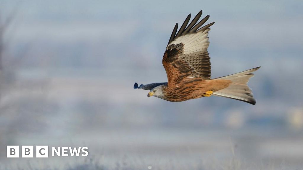 North York Moors: Three red kites shot dead - BBC News