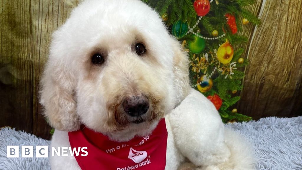 Labradoodle saves dog by chance while giving blood