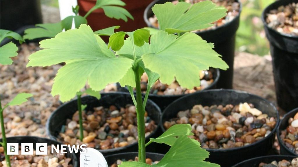 Hiroshima A-bombed tree seeds germinate in Gloucestershire - BBC News