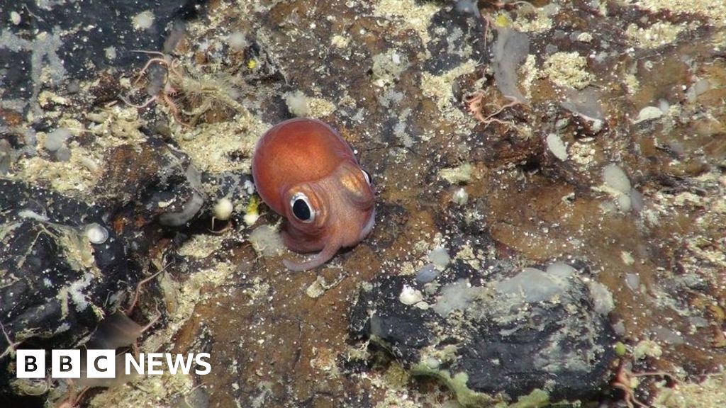 Plymouth and Oxford scientists in sea life conservation bid - BBC News