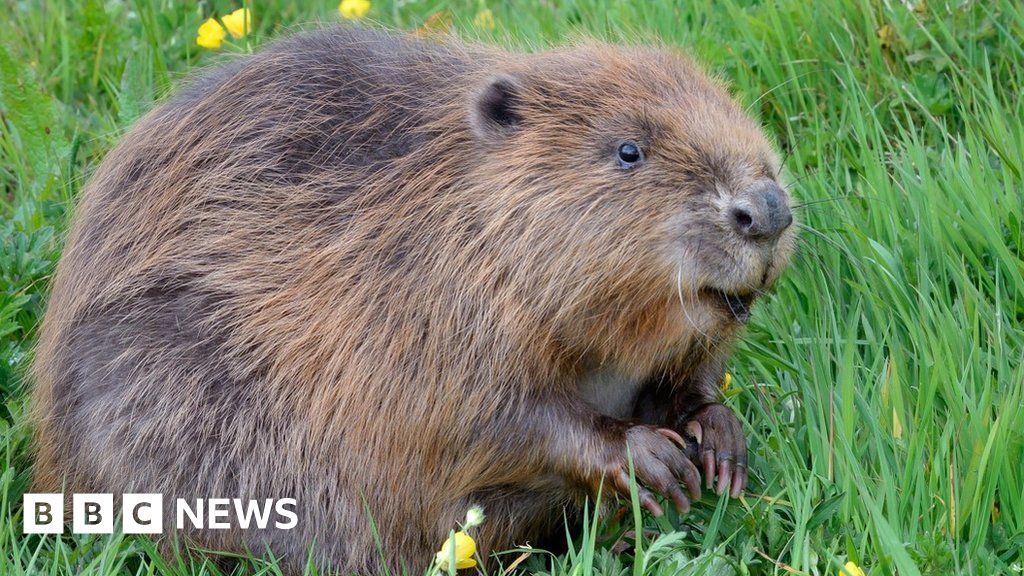 Gloucestershire hopes for beaver return after 400 years - BBC News