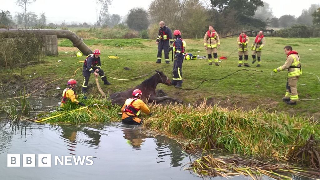 Horse stuck in mud rescued from River Windrush - BBC News