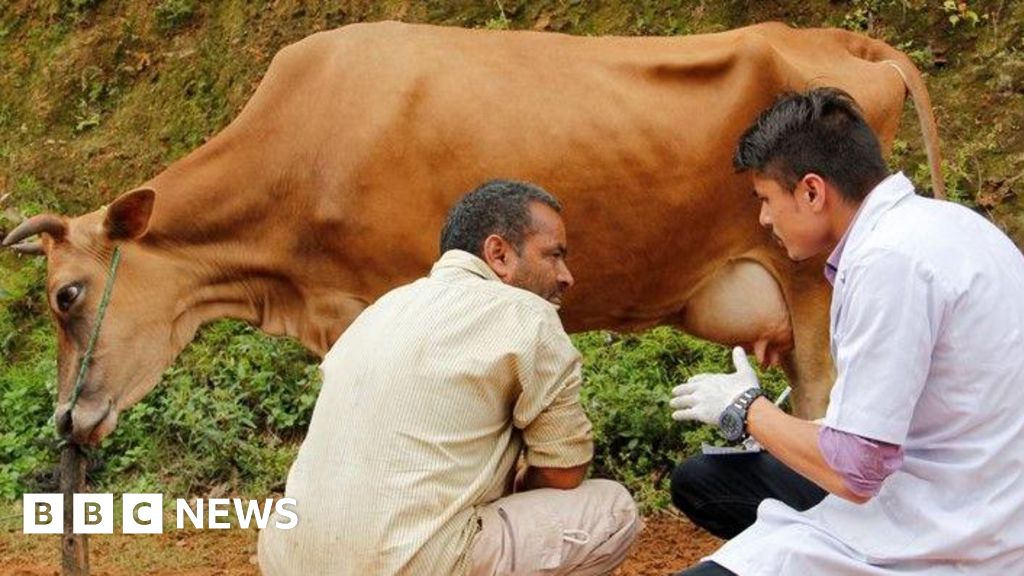 Jersey cows helping boost milk yields in Nepal
