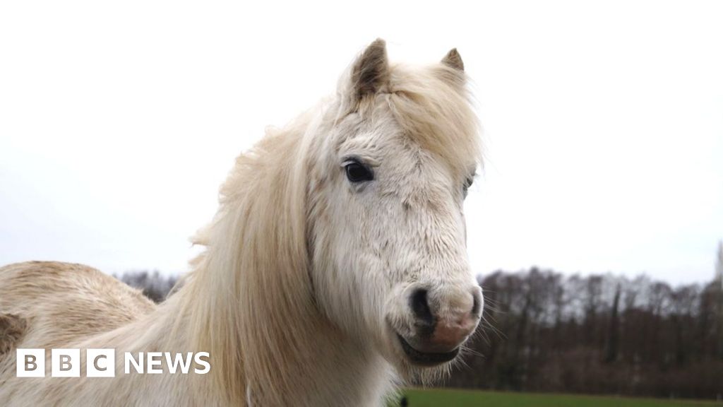 Redwings Horse Sanctuary's oldest pony dies aged 46 - BBC News