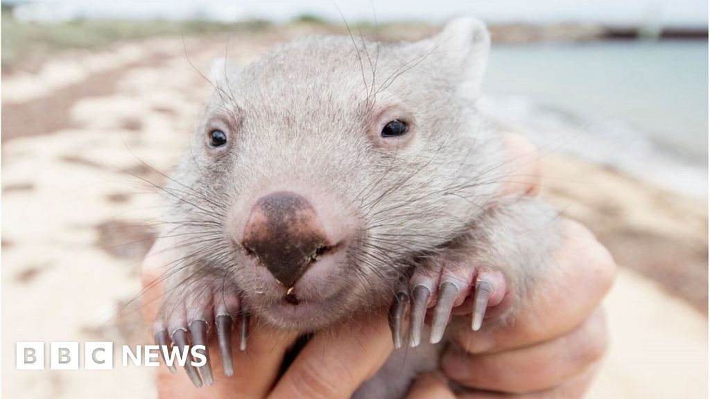 Wombat-cuddler contest promotes Tasmania - BBC News