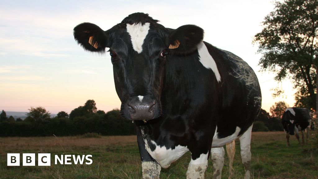 Walker feared mum would die in Lake District cow attack