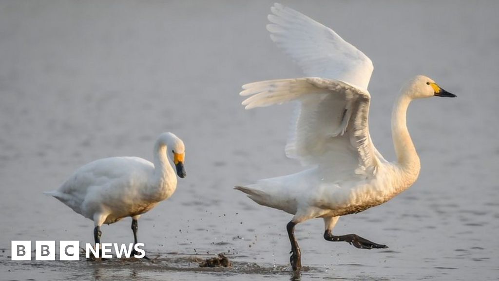 Bewick's swans' arrival at Slimbridge heralds start of winter