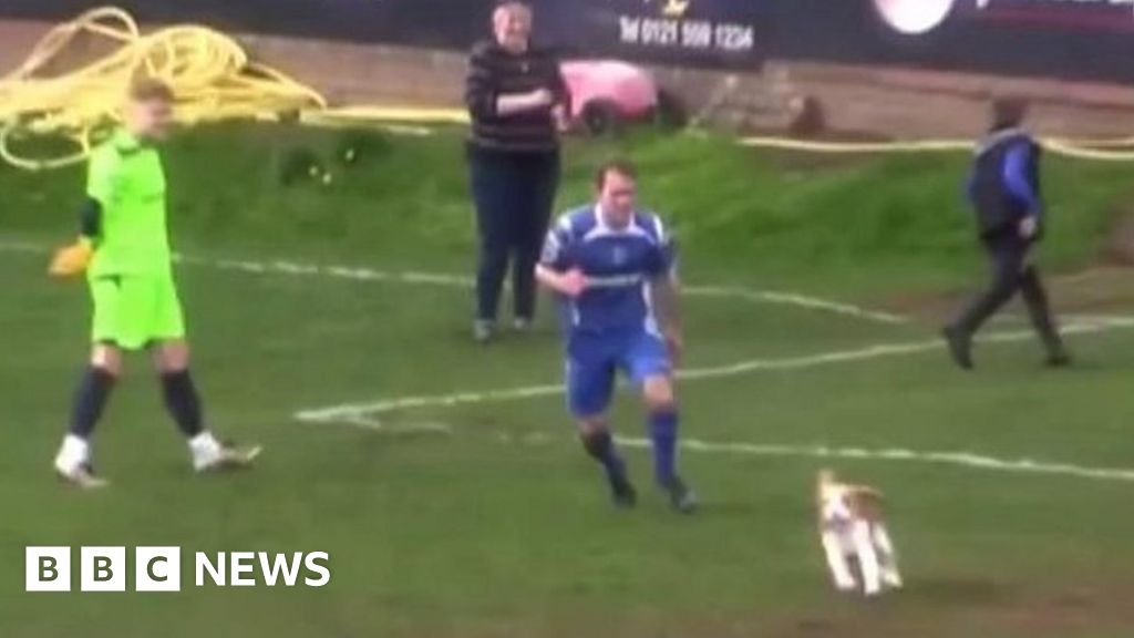 Dog's pitch invasion halts Halesowen Town football game - BBC News