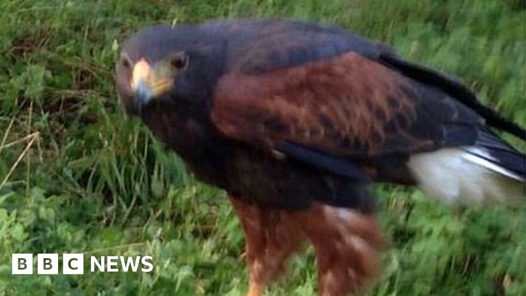 Rickmansworth firefighters rescue Harris hawk from tree - BBC News
