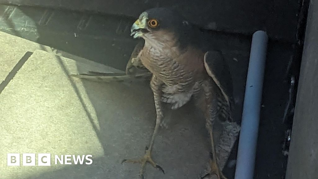 Sparrowhawk hitches ride in Oxford couple's car - BBC News