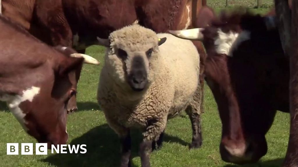 Lancashire ram 'thinks he is a cow' - BBC News