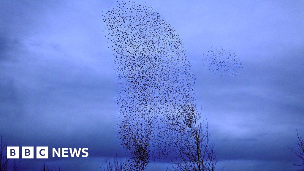 'Being pooed on during starling murmuration was a gift' - BBC News