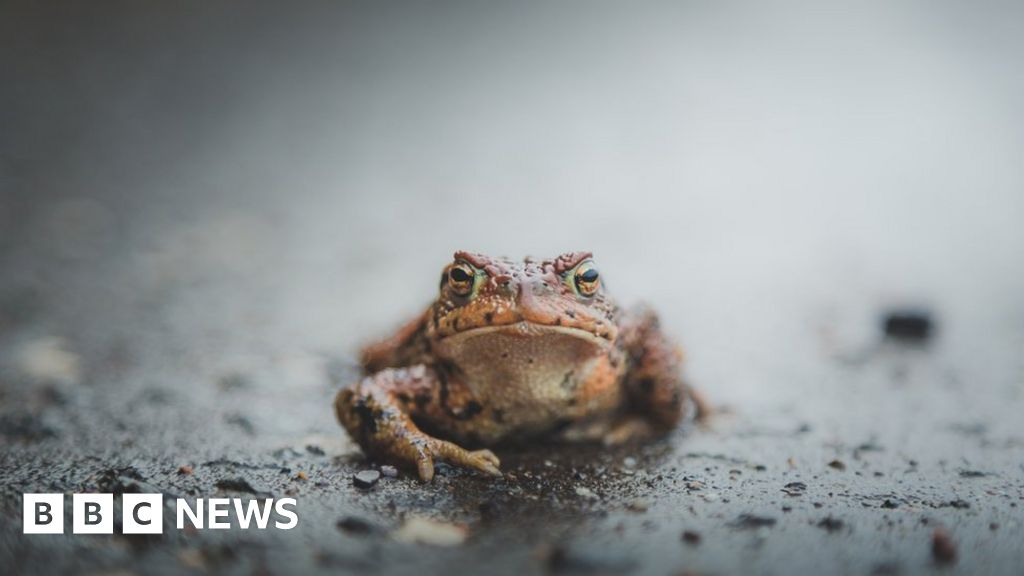 Cumbrian drivers urged to cut speed as frog and toad migration begins ...