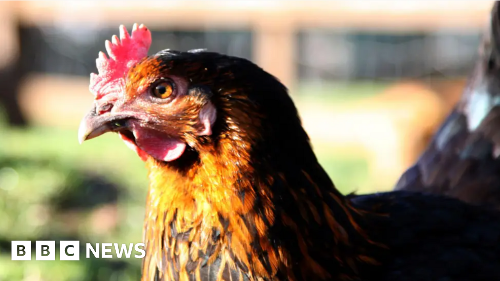Bird flu restrictions eased after disease controls in Shropshire