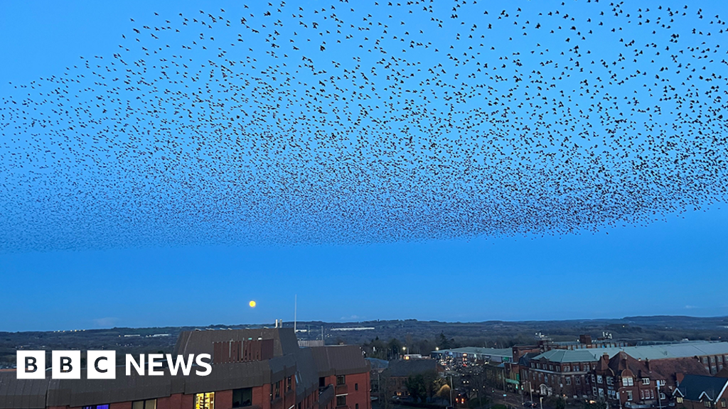 Starling murmurations fascinate Redditch car park crowd - BBC News