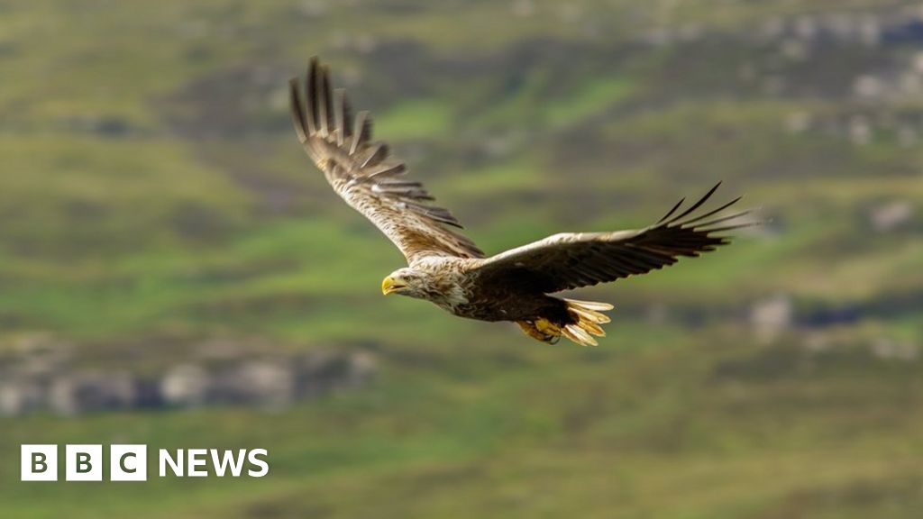 Gwynedd: Mystery surrounds Sea Eagle spotted by farmer - BBC News