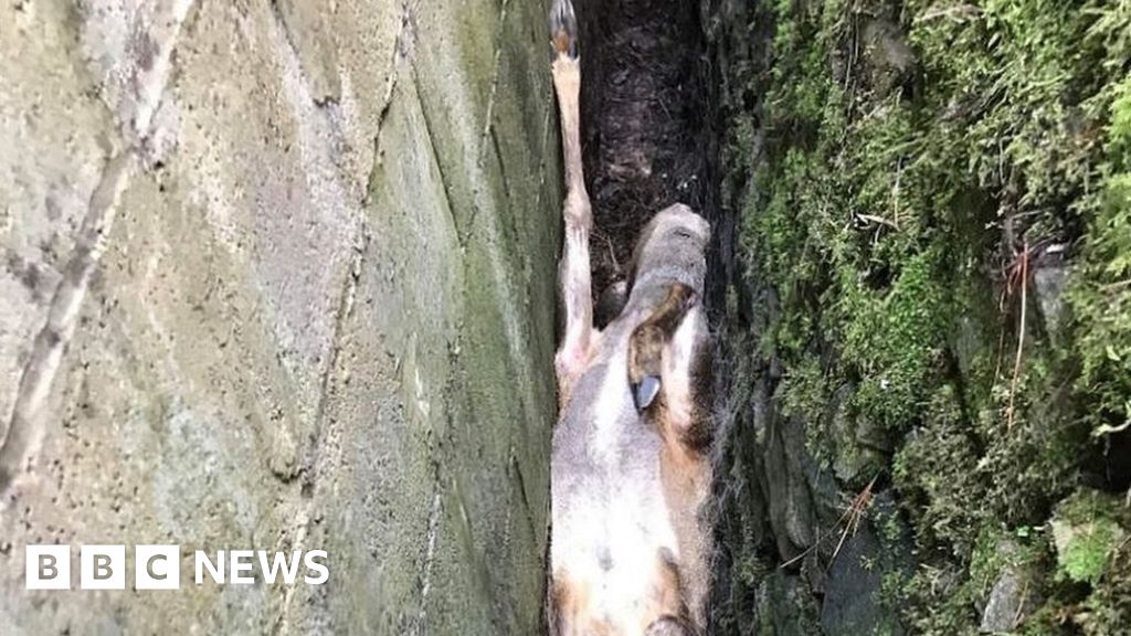 Deer found stuck upside down between garage and wall
