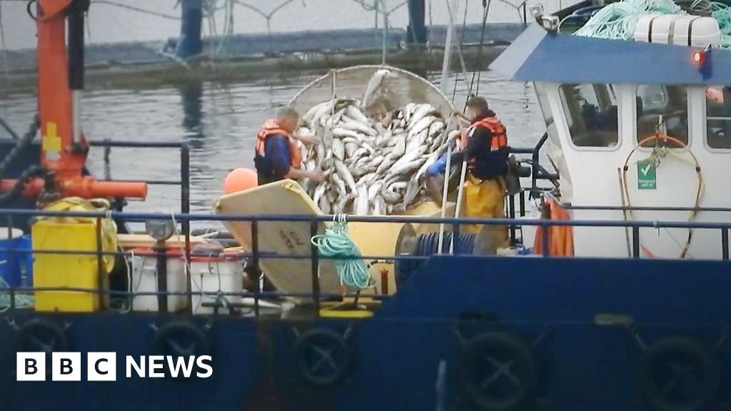 Inspectors have no concerns over dead salmon at fish farm