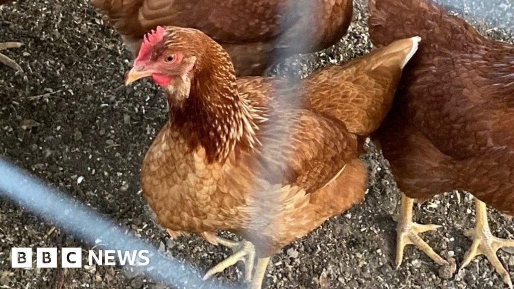 Bird flu: 'Relief' in Devon and Cornwall as restrictions eased - BBC News