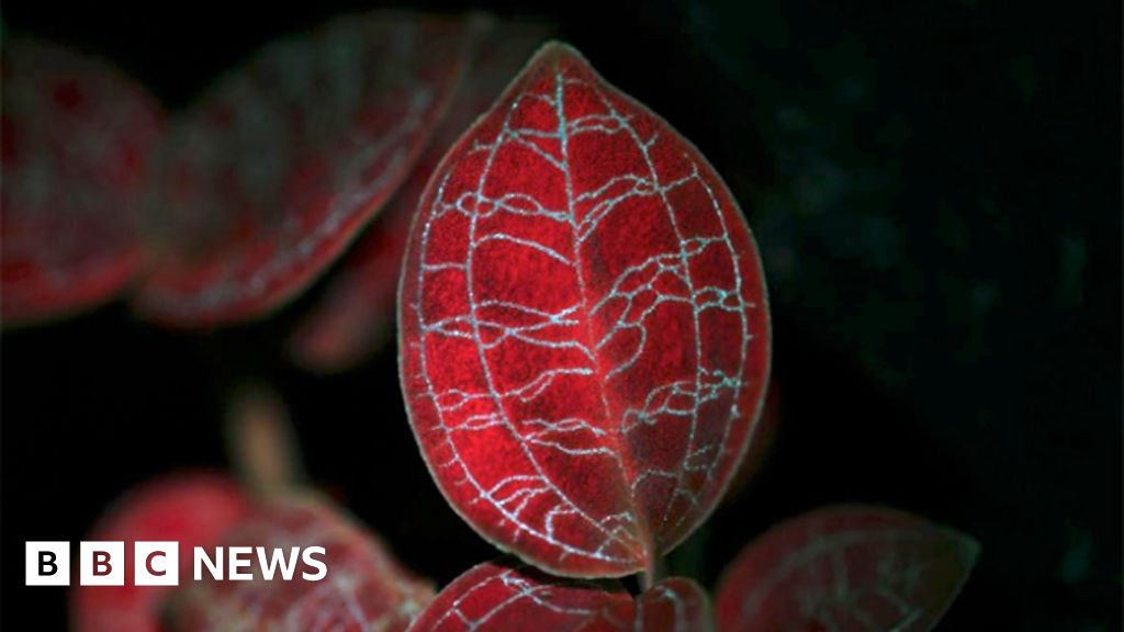 Flex satellite will map Earth's plant glow - BBC News