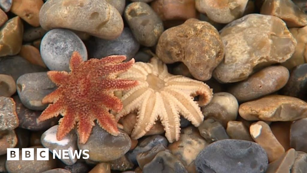 Norfolk and Suffolk shellfish 'low level risk' to people and pets - BBC ...
