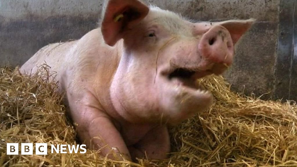 Staffordshire: Nine pigs stolen from farm in two raids - BBC News