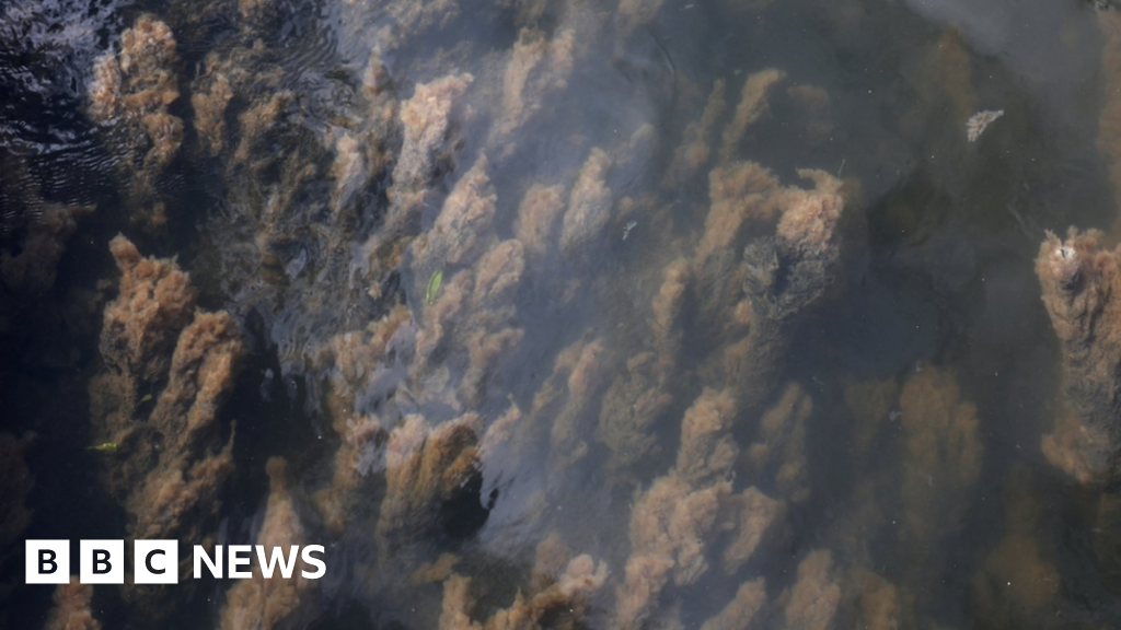 South West Water fines diverted into clean-up project - BBC News