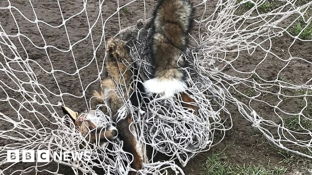 Fox in the box gets tangled in Bristol goal net - BBC News