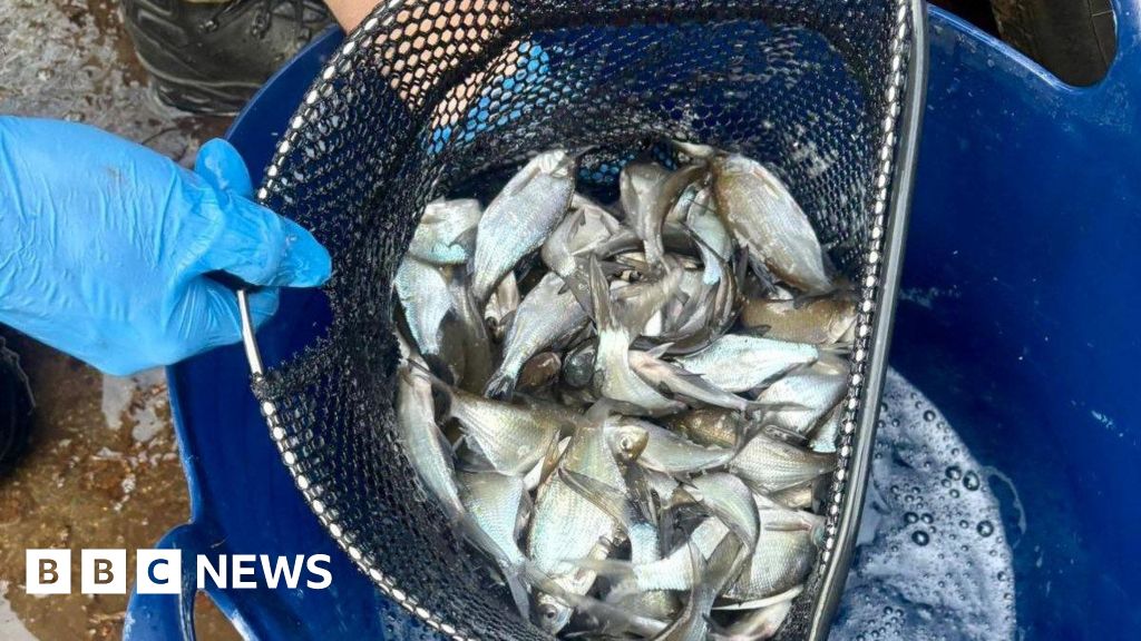 Fish restocking project to help restore River Nene ecosysten