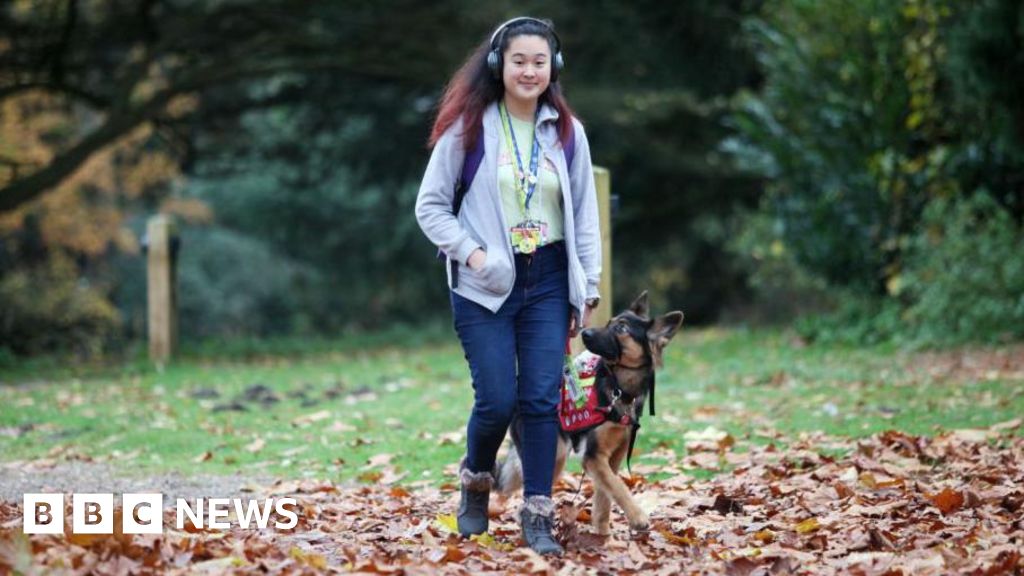 Dog who saved Nantwich student from fire wins award - BBC News