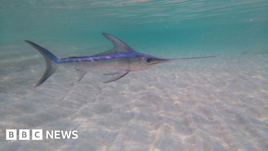 Indonesia: Surfer dies after 'swordfish impales chest'
