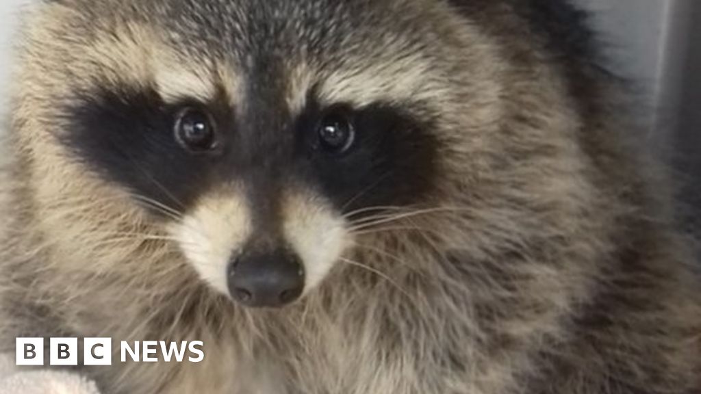 Scottish SPCA bid to rehome 'escaped' pet raccoon - BBC News