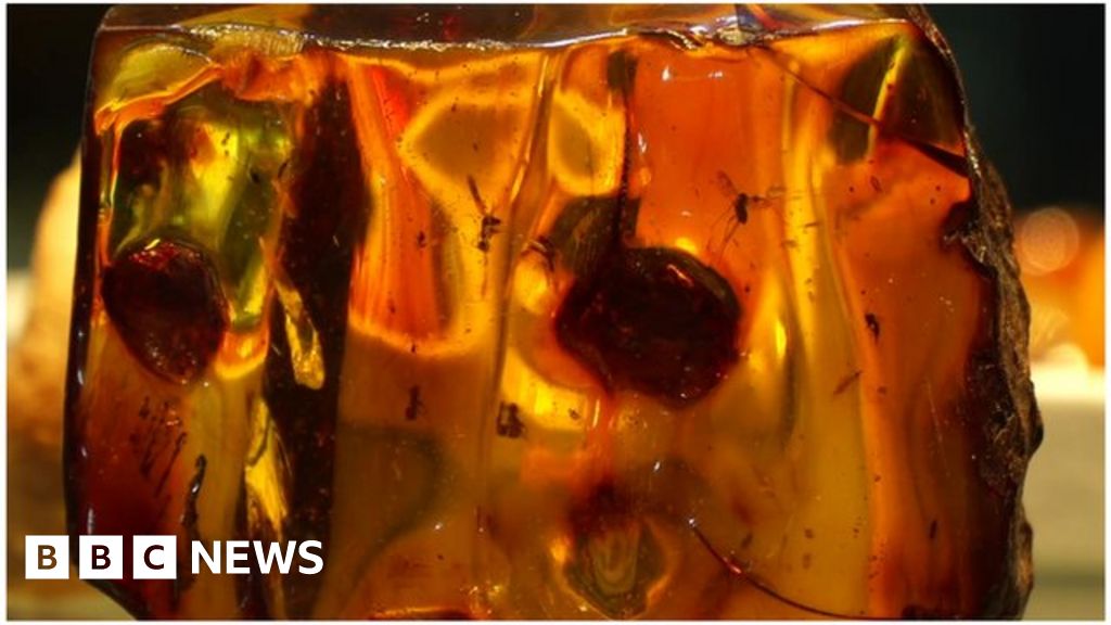 Are amber's golden days numbered? - BBC News