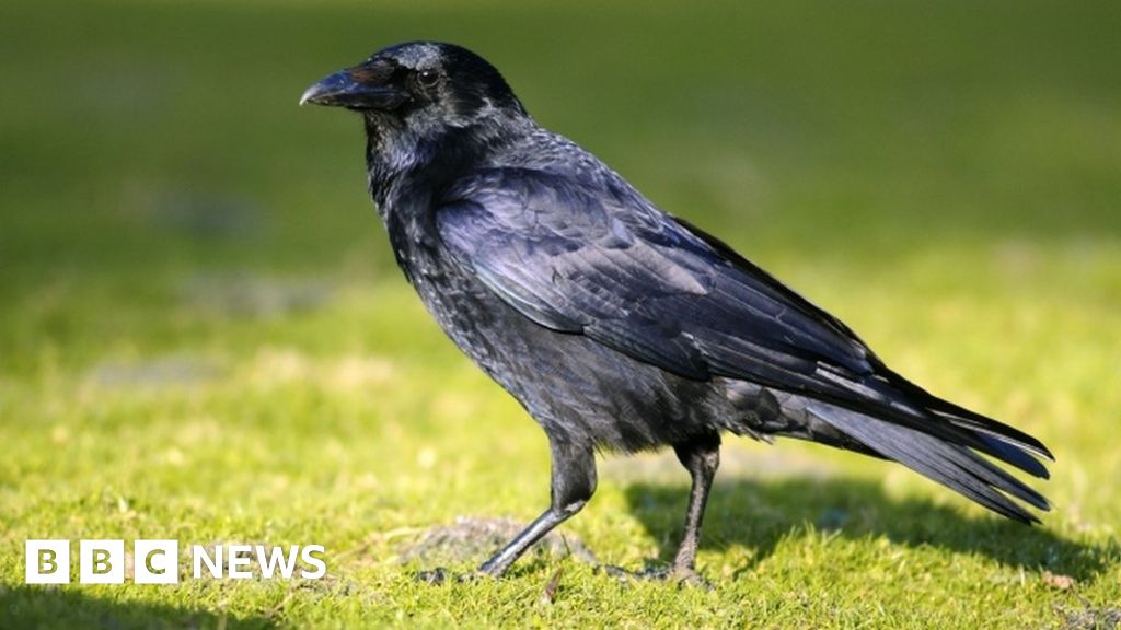 Lincoln City use fake birds of prey to stop crows damaging pitch - BBC News