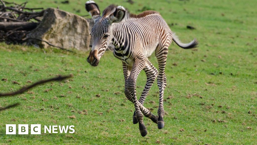 Amazed visitors witness rare zebra give birth at Hampshire zoo