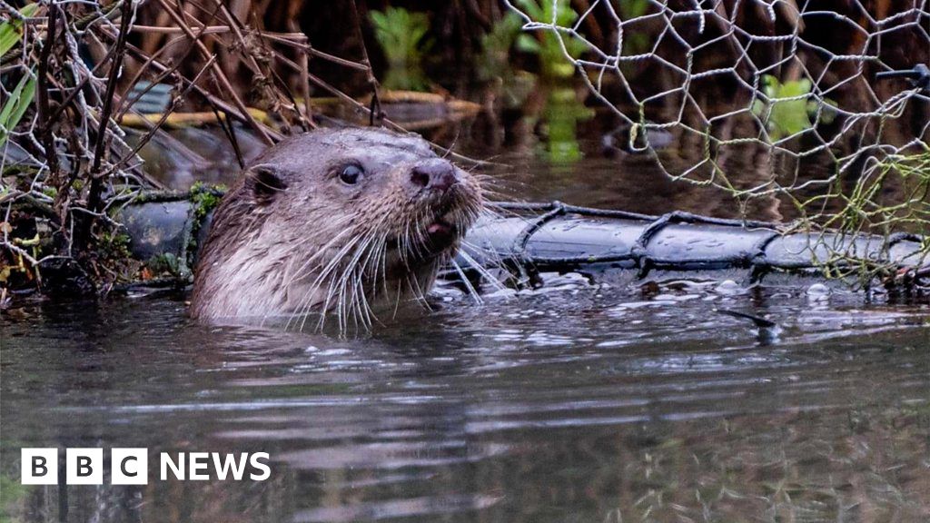 Otters making their home in Cheltenham lake - BBC News